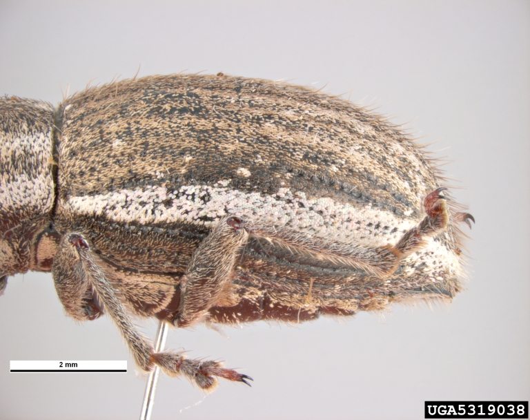 whitefringed weevil (Naupactus leucoloma Boheman, 1840)