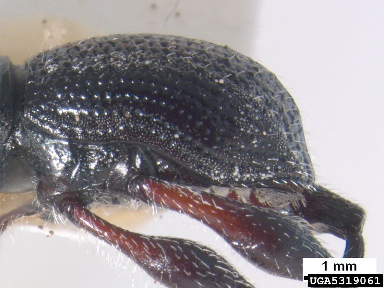Oribius weevil (Oribius destructor Marshall, 1957)