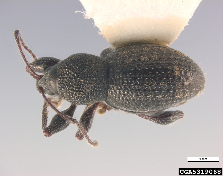 Oribius weevil (Oribius inimicus)