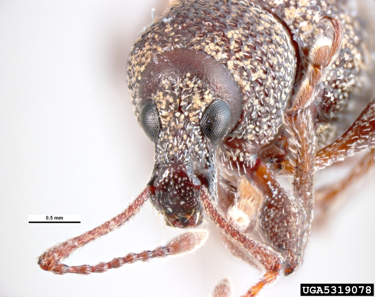 Oribius weevil (Oribius tessellatus (Blanchard, 1853))