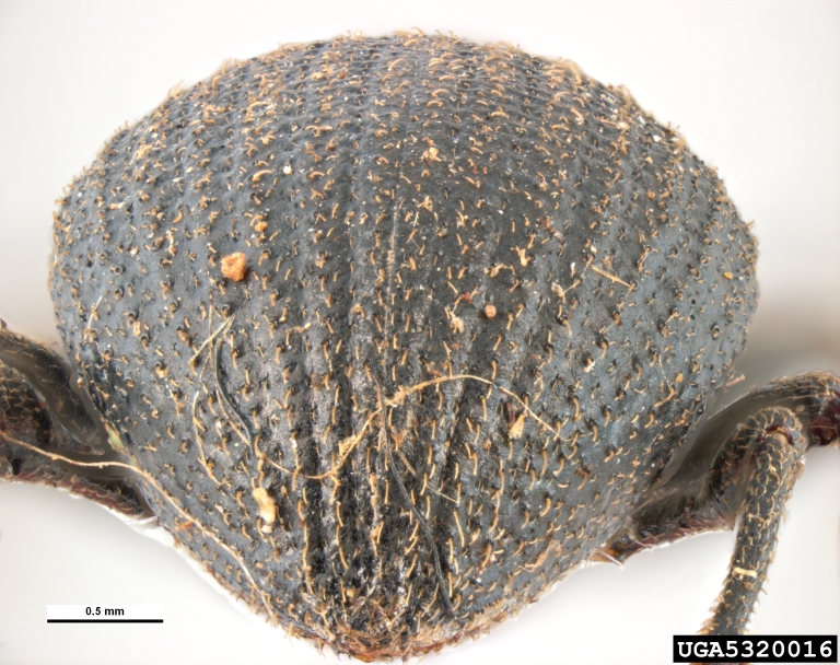 rough strawberry root weevil (Otiorhynchus rugosostriatus (Goeze, 1777))