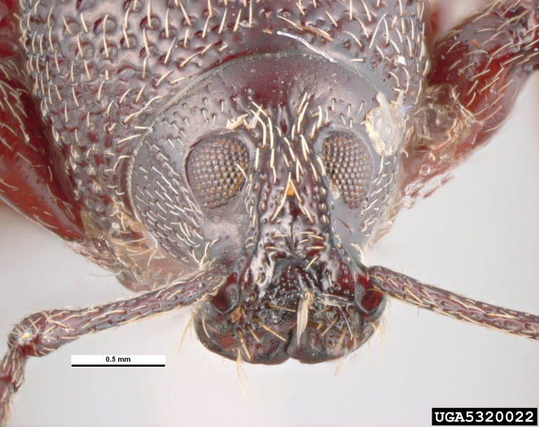 cribrate weevil (Otiorhynchus cribricollis Gyllenhal, 1834)
