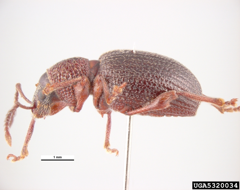 strawberry root weevil (Otiorhynchus ovatus)