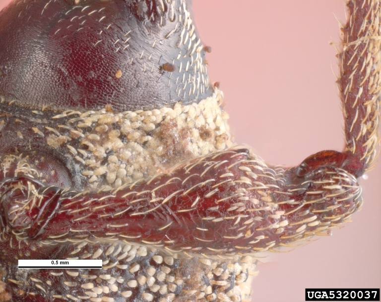 strawberry root weevil (Otiorhynchus rugifrons)