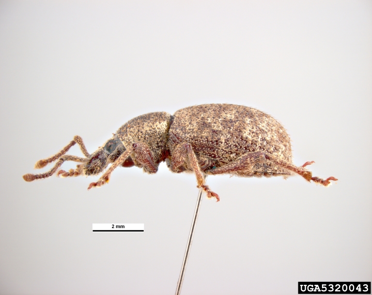 Strawberry Weevil Otiorhynchus Ovatus Pictures, Strawberry Root Weevil