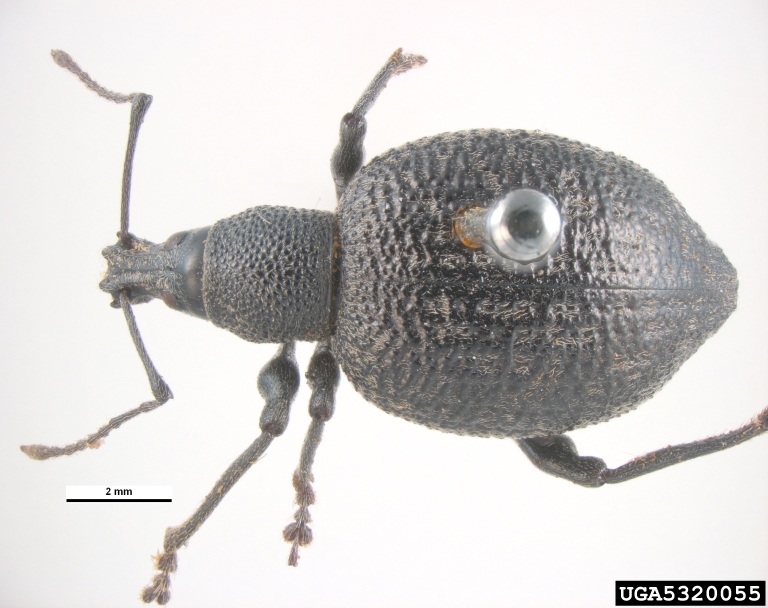 vine weevil (Otiorhynchus armadillo (Rossi, 1792))