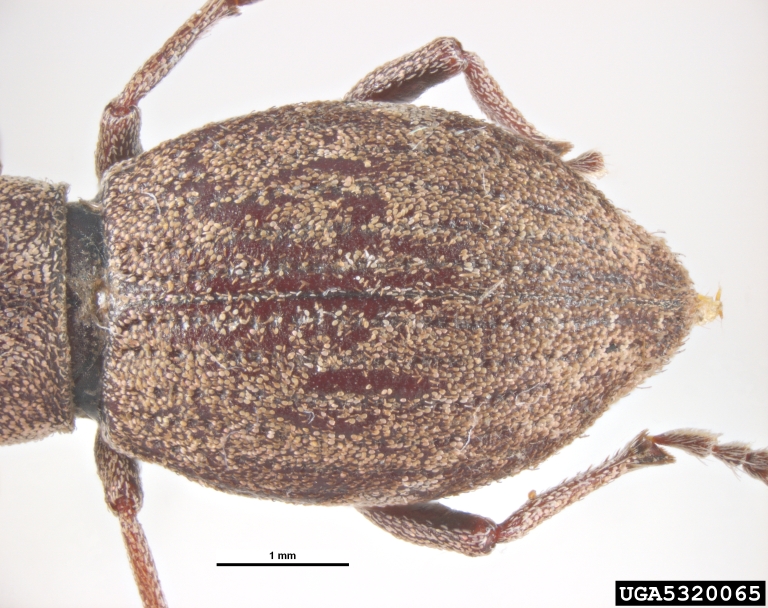 Fuller rose beetle (Pantomorus cervinus)