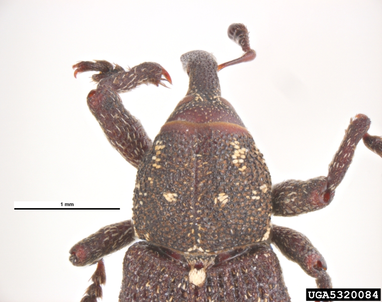 Pissodes weevil (Pissodes scabricollis Miller, 1859)