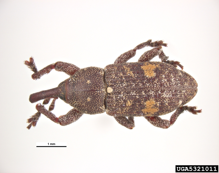 Pissodes weevil (Pissodes piniphilus (Herbst, 1797))
