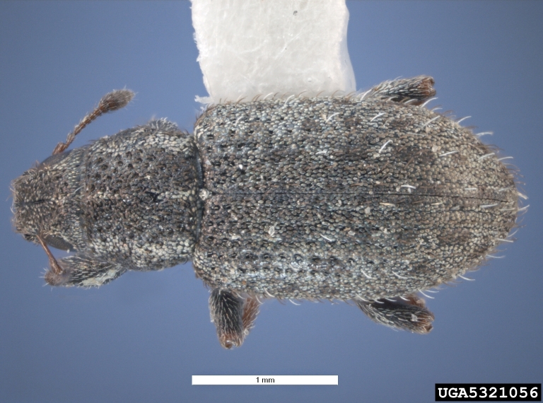 clover root curculio (Sitona hispidulus)