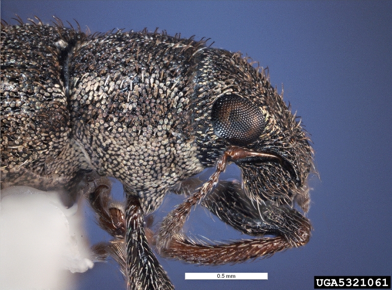 clover root curculio (Sitona hispidulus)