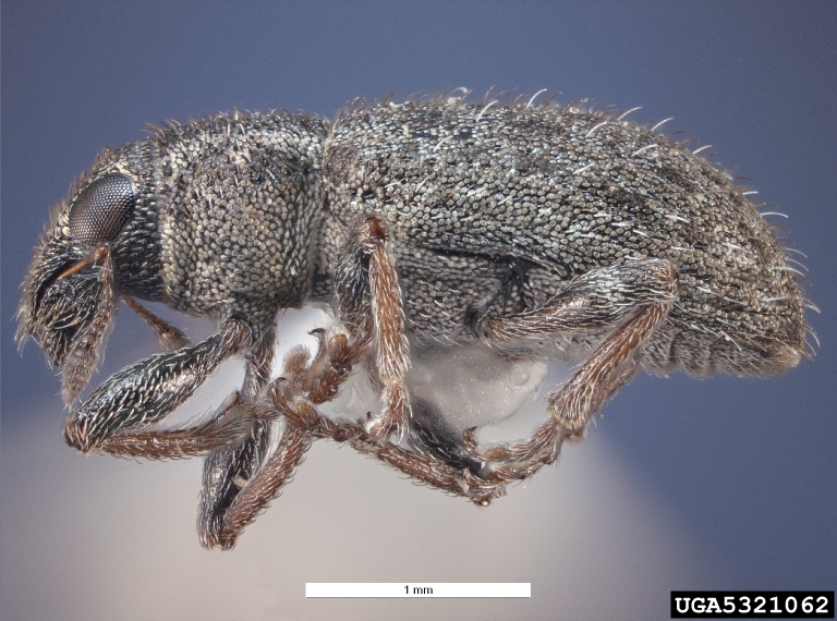 clover root curculio (Sitona hispidulus (Fabricius, 1776))