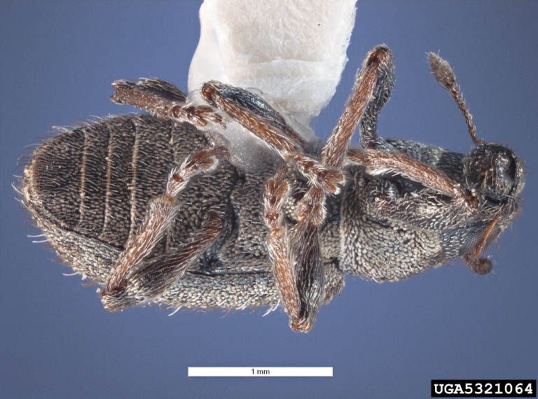 clover root curculio (Sitona hispidulus (Fabricius, 1776))
