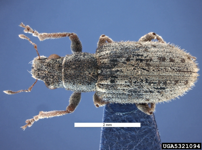 pea leaf weevil (Sitona lineatus (Linnaeus, 1758))