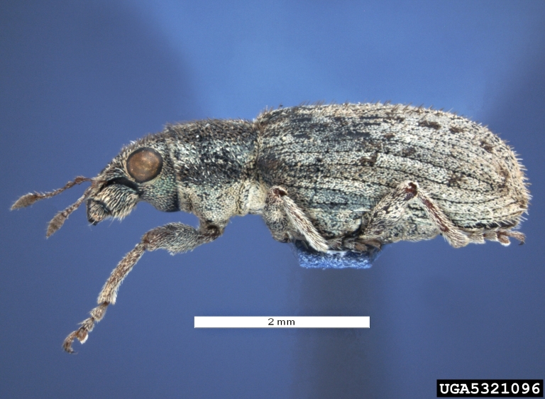 pea leaf weevil (Sitona lineatus (Linnaeus, 1758))