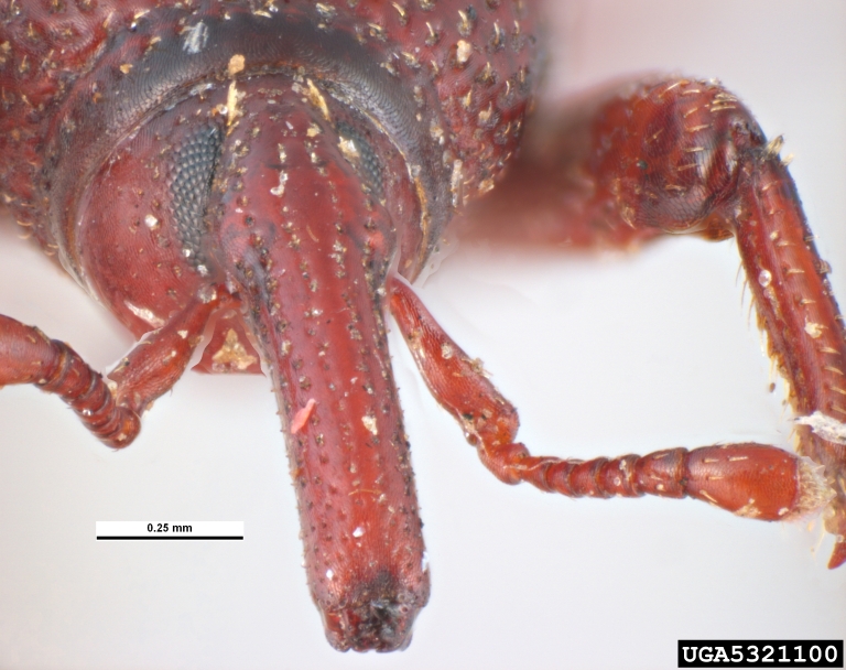 granary weevil (Sitophilus granarius)