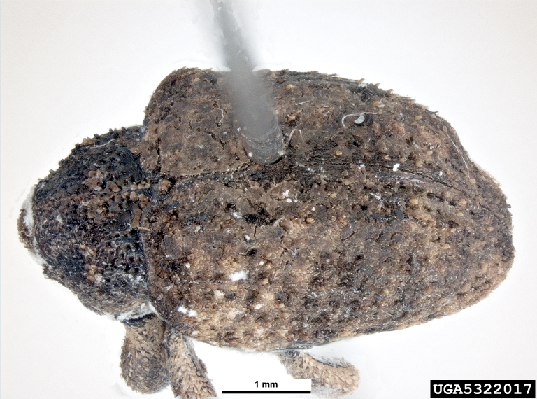 mango pulp weevil (Sternochetus frigidus (Fabricius, 1787))