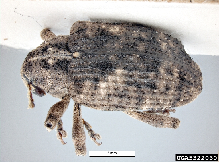 mango seed weevil (Sternochetus mangiferae (Fabricius, 1775))