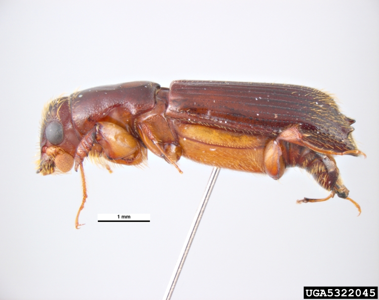 New Zealand pinhole borer (Platypus apicalis)