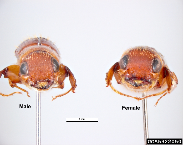 polyphagous pinhole borer (Platypus australis)