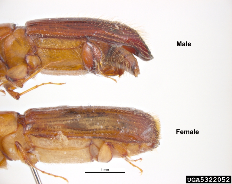 polyphagous pinhole borer (Platypus australis Chapuis, 1865)