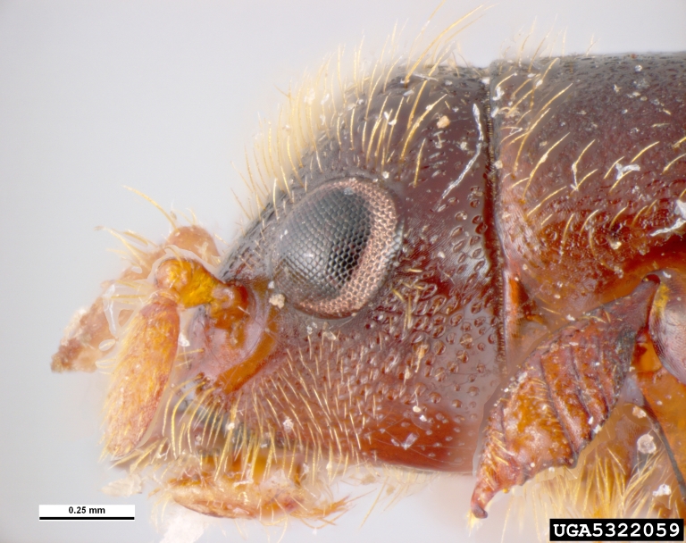 pinhole borer (Platypus cylindrus (Fabricius, 1792))