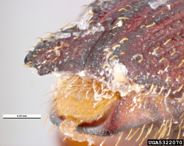 ambrosia beetle (Euplatypus parallelus)