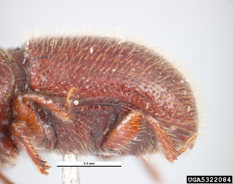 bark beetle (Coccotrypes carpophagus)