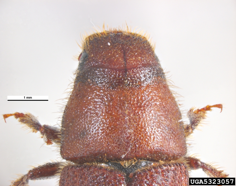 red turpentine beetle (Dendroctonus valens LeConte, 1860)