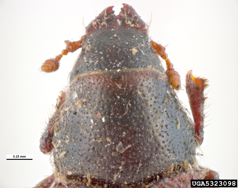 bark beetle (Hylastes angustatus (Herbst, 1793))