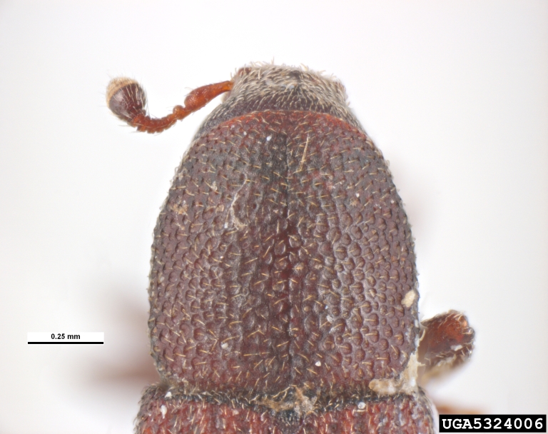 bark beetle (Hylastes angustatus)