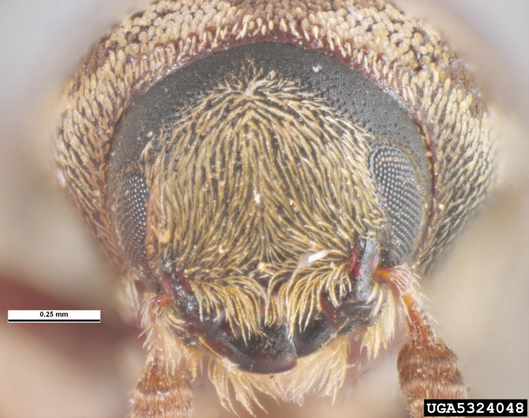 eastern ash bark beetle (Hylesinus aculeatus)