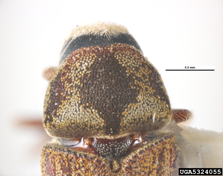 eastern ash bark beetle (Hylesinus aculeatus)