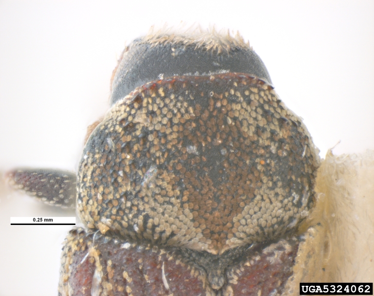 eastern ash bark beetle (Hylesinus aculeatus)