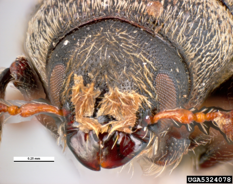 bark beetle (Hylesinus wachtli orni Fuchs, 1906)