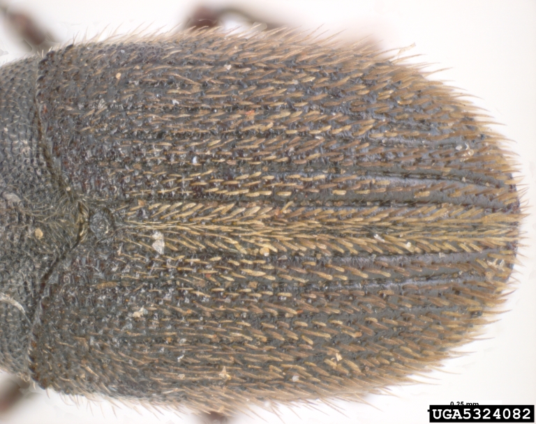 bark beetle (Hylesinus toranio)
