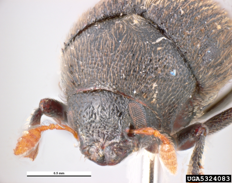 bark beetle (Hylesinus toranio)