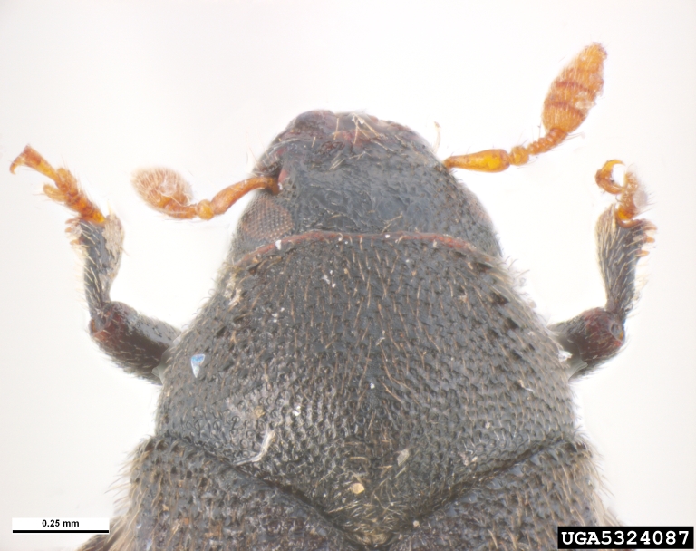 bark beetle (Hylesinus toranio)