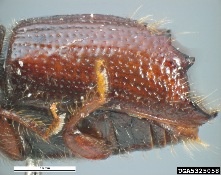 engraver beetle (Ips acuminatus)