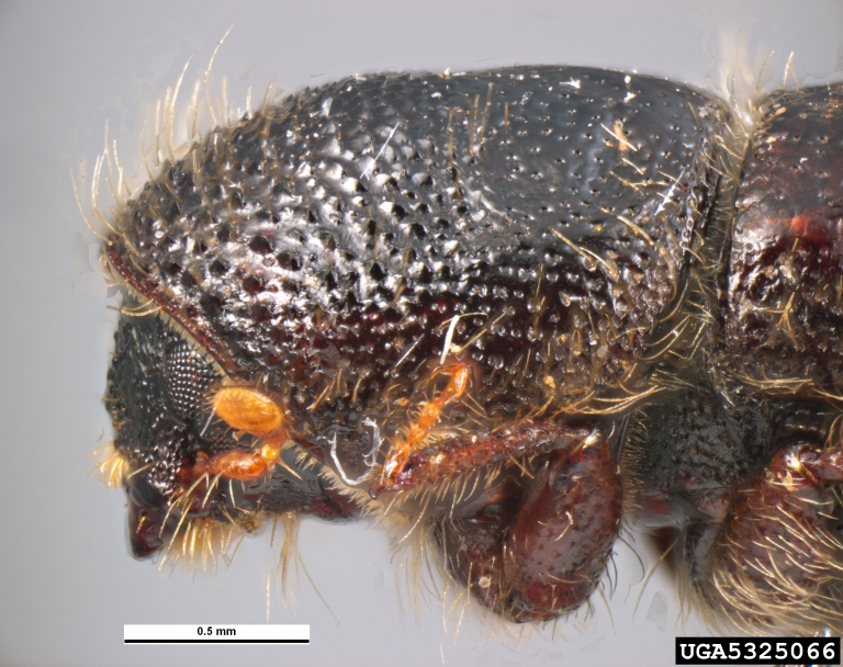 small spruce bark beetle (Ips amitinus (Eichhoff, 1871))