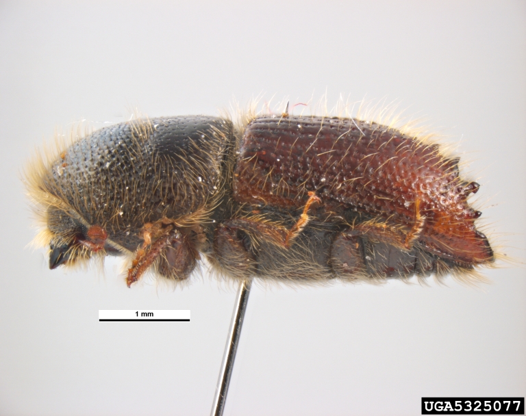 large larch bark beetle, Ips cembrae (Coleoptera: Curculionidae) - 5325077