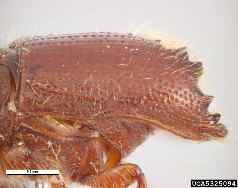 eastern fivespined ips (Ips grandicollis (Eichhoff, 1868))