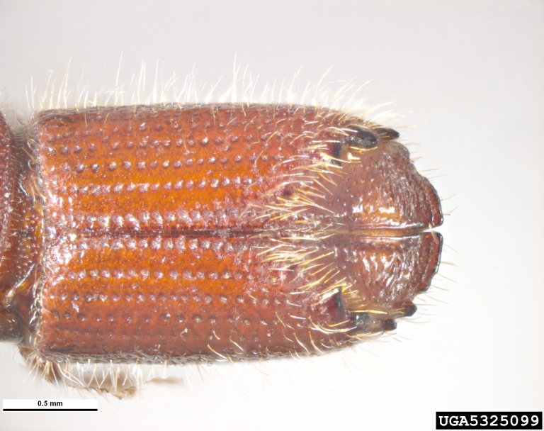 eastern fivespined ips (Ips grandicollis (Eichhoff, 1868))