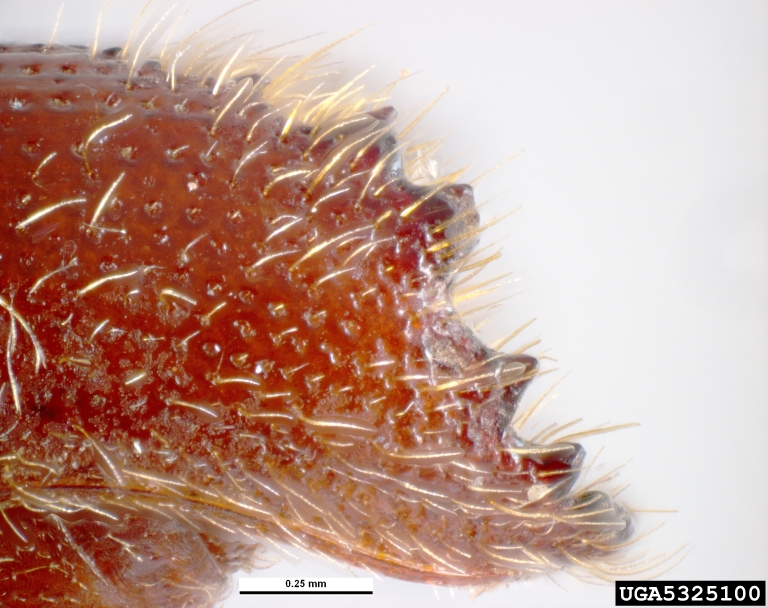 eastern fivespined ips (Ips grandicollis)