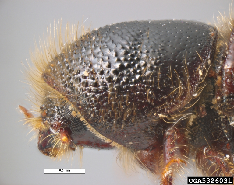 European spruce bark beetle (Ips typographus)
