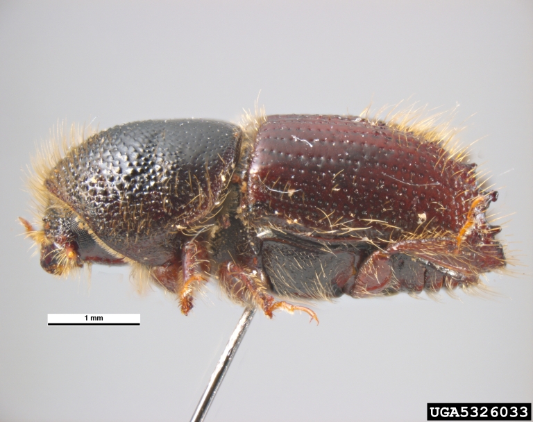 European spruce bark beetle (Ips typographus)
