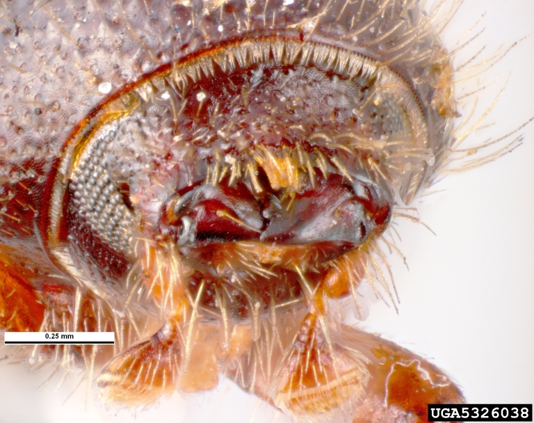 lesser larch bark-beetle (Orthotomicus laricis (Fabricius, 1792))