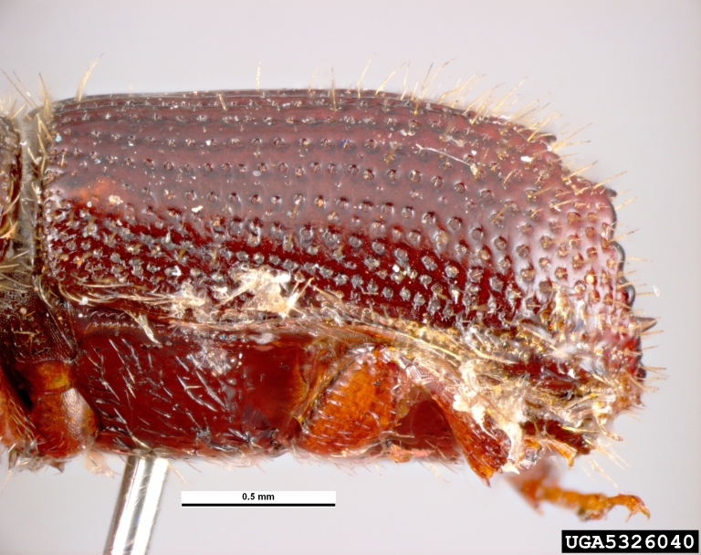 lesser larch bark-beetle (Orthotomicus laricis (Fabricius, 1792))