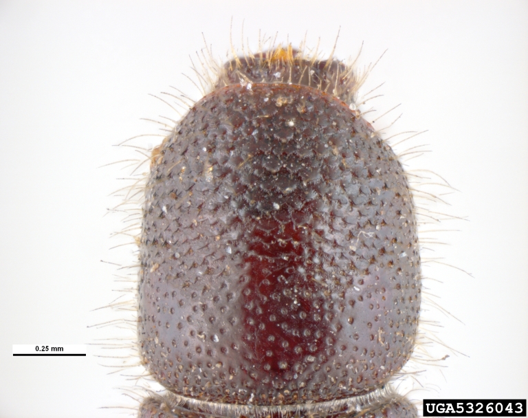 lesser larch bark-beetle (Orthotomicus laricis)