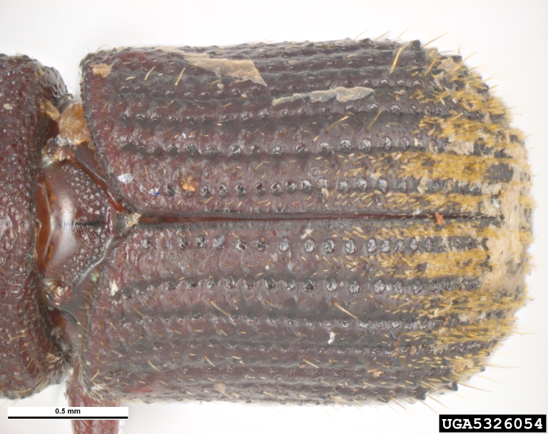 hoop-pine borer (Pachycotes australis)